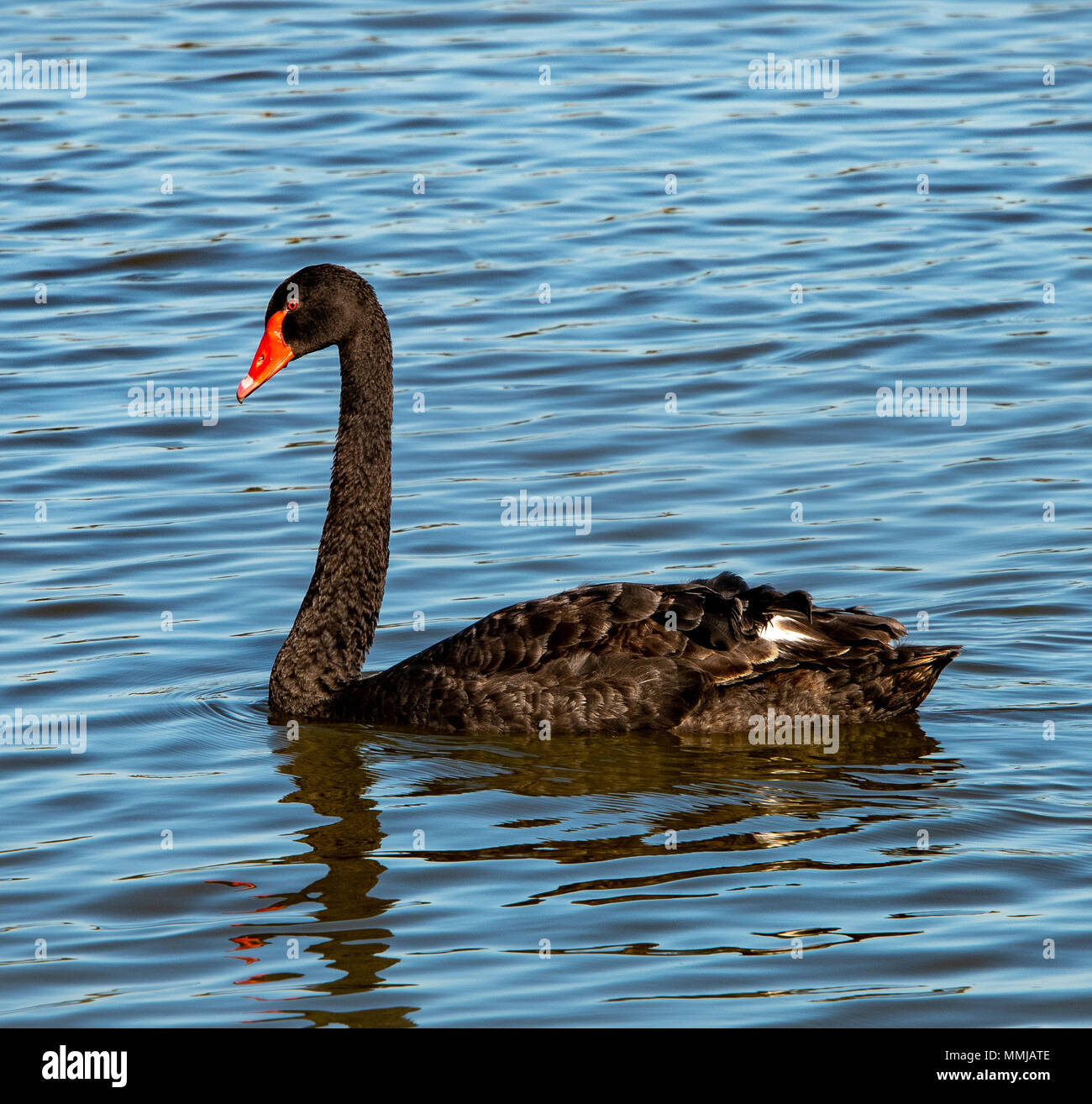 Black Swan Perth Stock Photo - Alamy