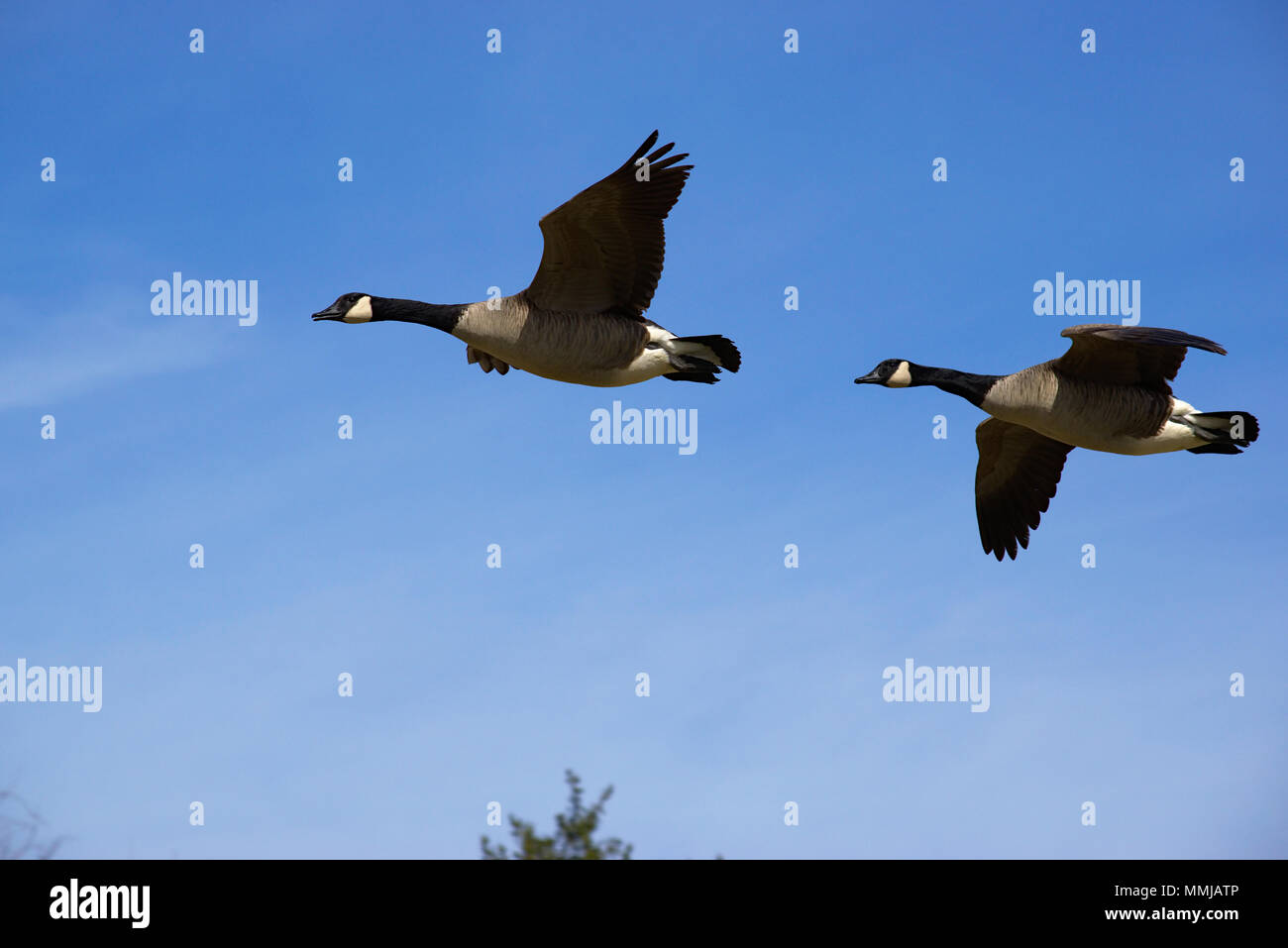 Flying against bright sunny winter sky hi-res stock photography and ...