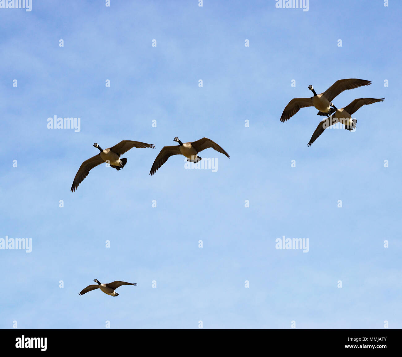Flying against bright sunny winter sky hi-res stock photography and ...