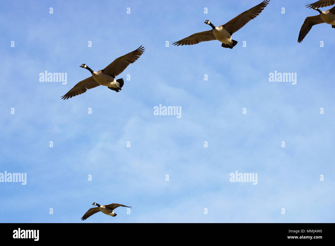 Flying against bright sunny winter sky hi-res stock photography and ...