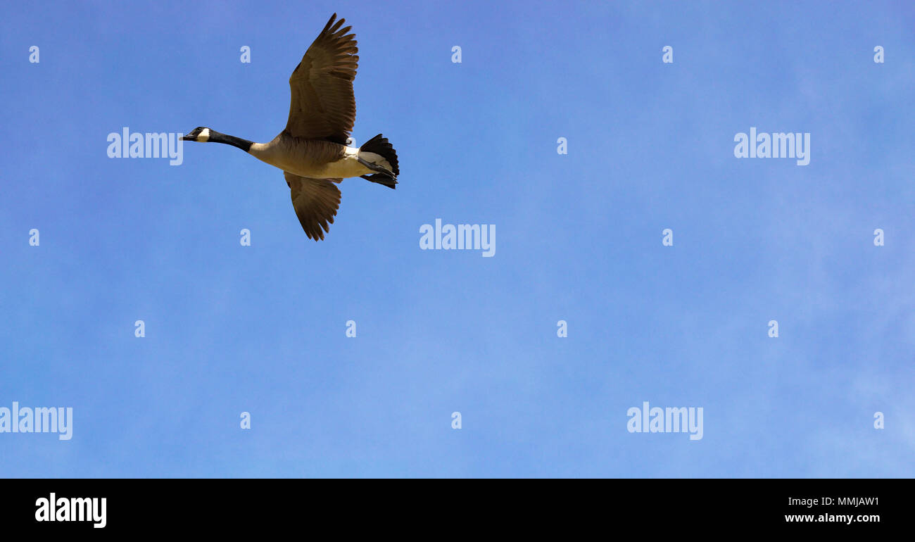 Flying against bright sunny winter sky hi-res stock photography and ...
