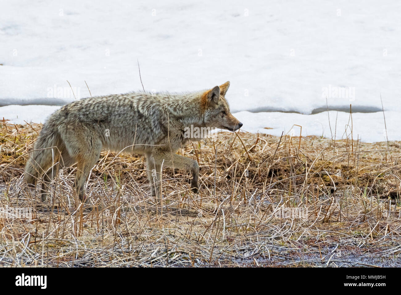 Yellowstone National Park wolf hunting Stock Photo - Alamy