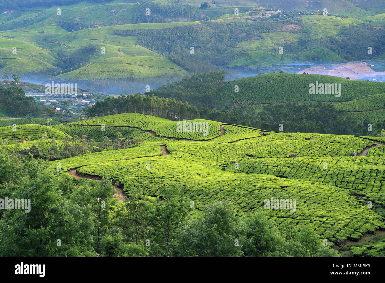 Tea garden munnar idukki hi-res stock photography and images - Alamy