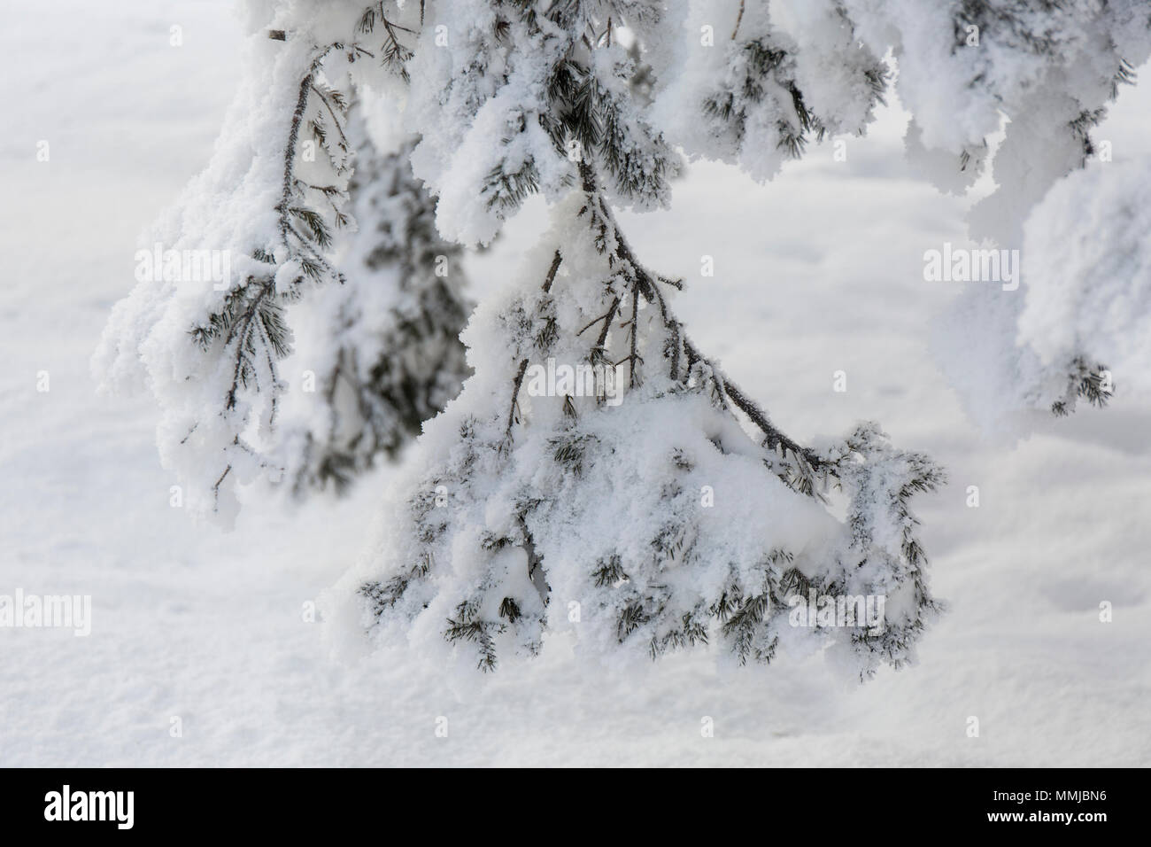 Snow-cowered fir branches. Winter blur background. Frost tree Stock ...