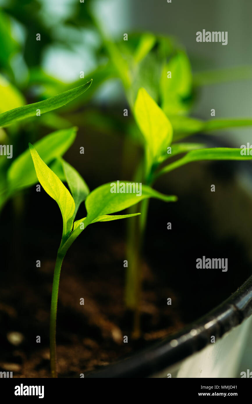 Green Sprout With Leaf, Leaves Growing. Spring Concept Of New Life ...