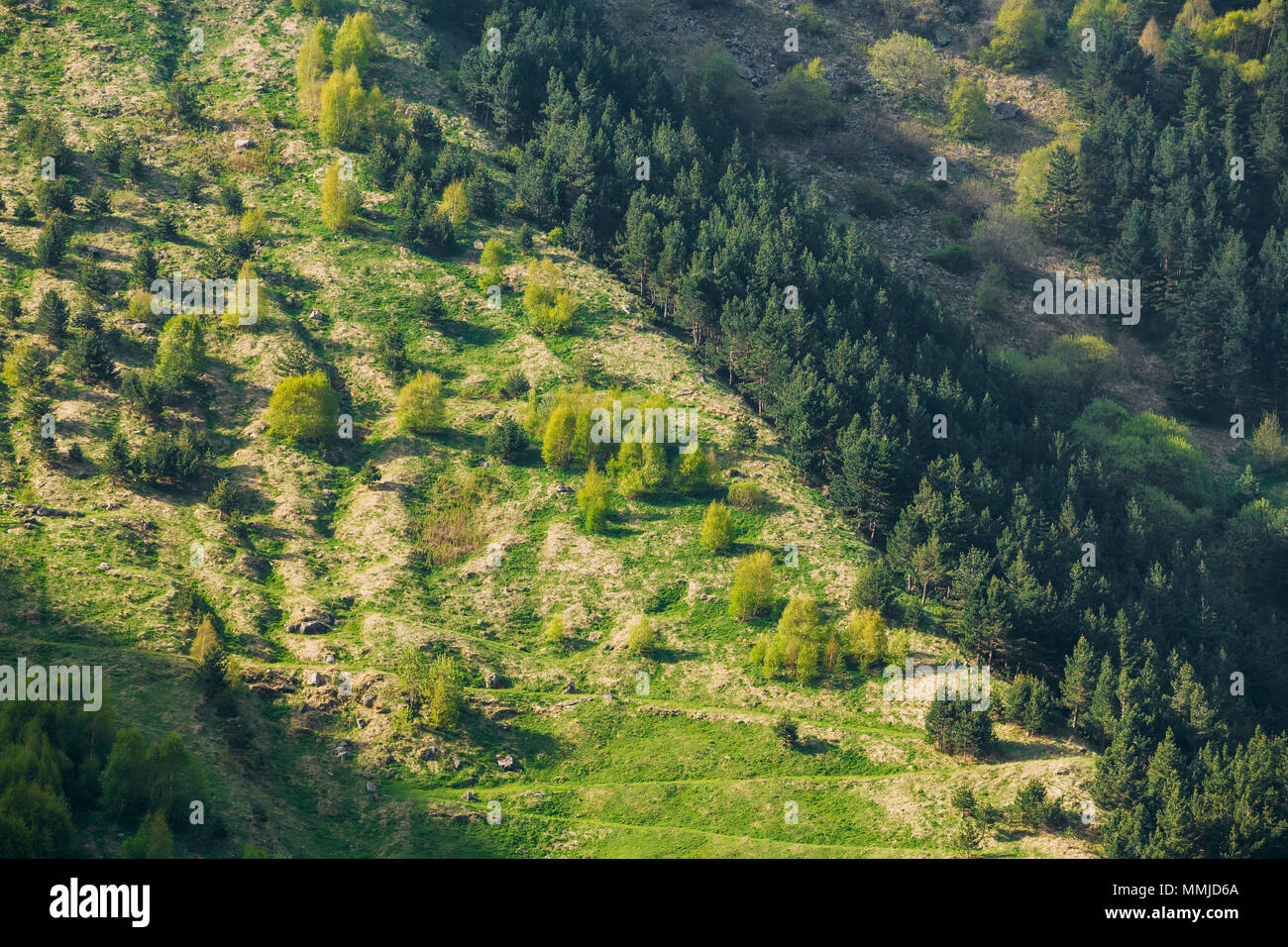 Mixed Green Forest Growing On A Hillside Mountain In Summer Season In ...