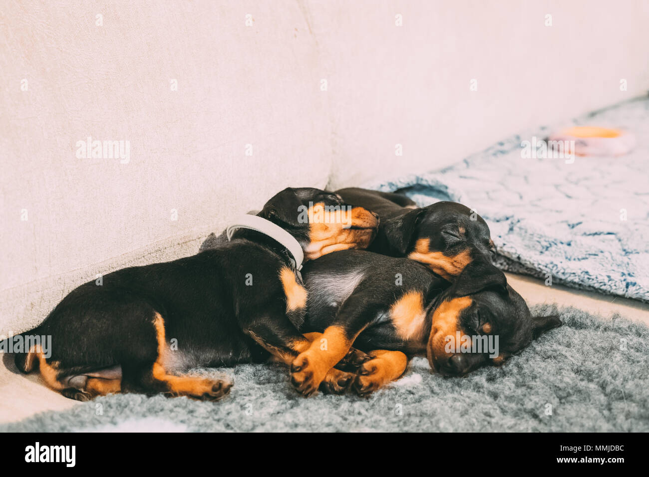 Three Small Black Miniature Pinscher Zwergpinscher, Min Pin Puppy Dogs ...