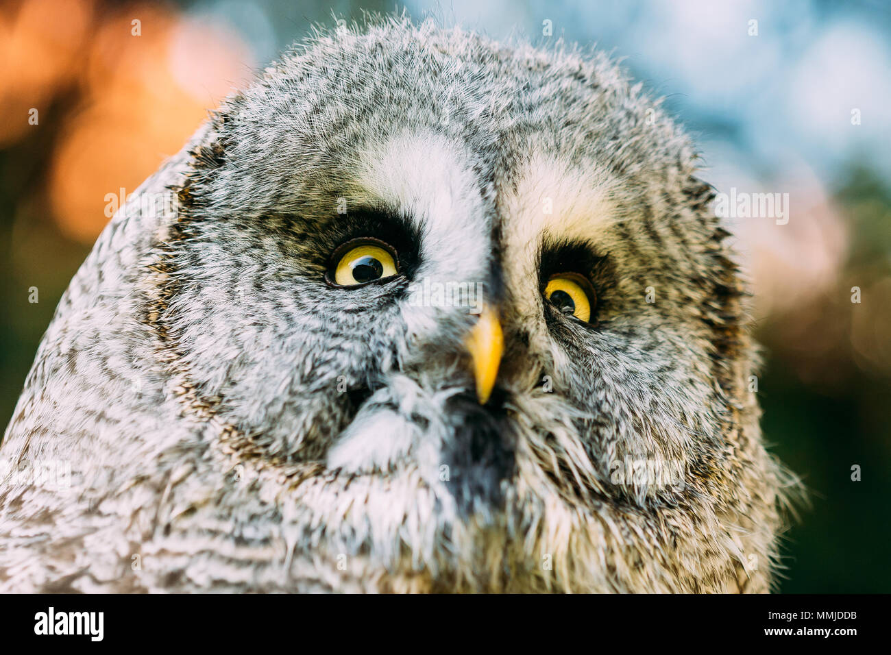 The great grey owl or great gray owl (Strix nebulosa) is very large owl ...