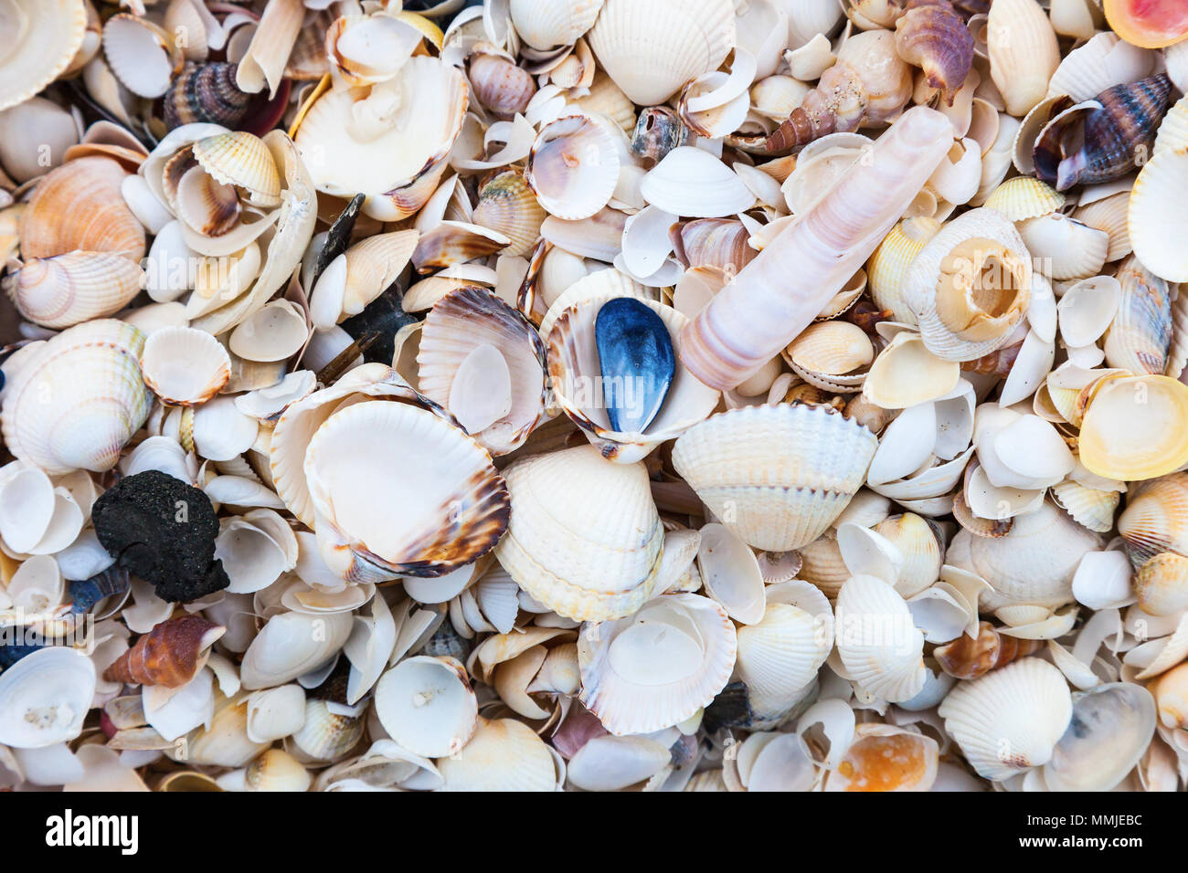 Lots of shells on a beach Stock Photo - Alamy