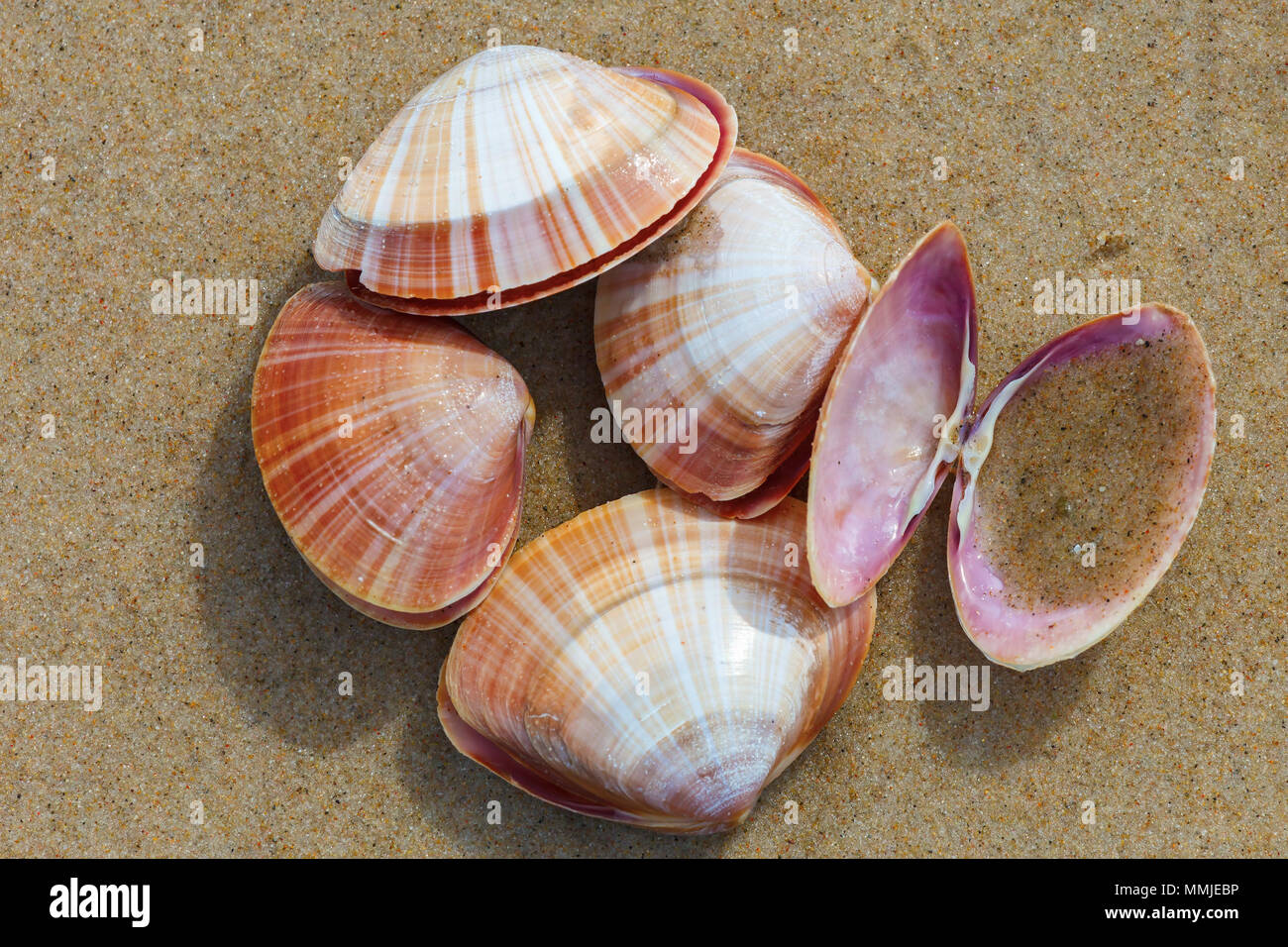 Mussel shells on the beach Stock Photo - Alamy