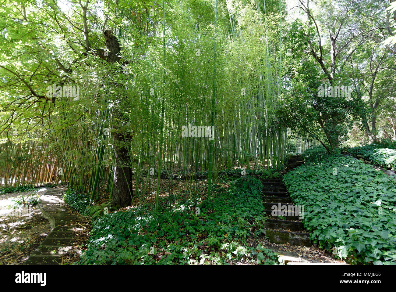 Section of the rich and diverse Bamboo forest at the Orto Botanico di ...