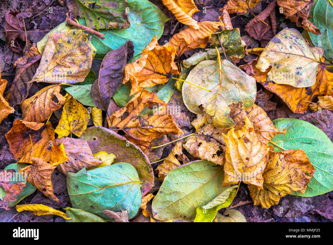 Autumn leaves scattered on the ground Stock Photo - Alamy