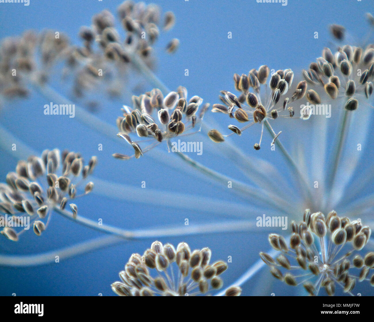 Dill flower fennel flower hi-res stock photography and images - Alamy