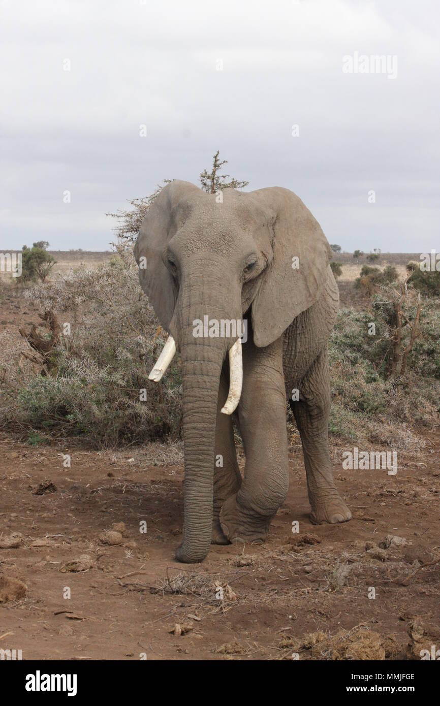 Small Female elephant with one leg bent, resting her foot Stock Photo ...