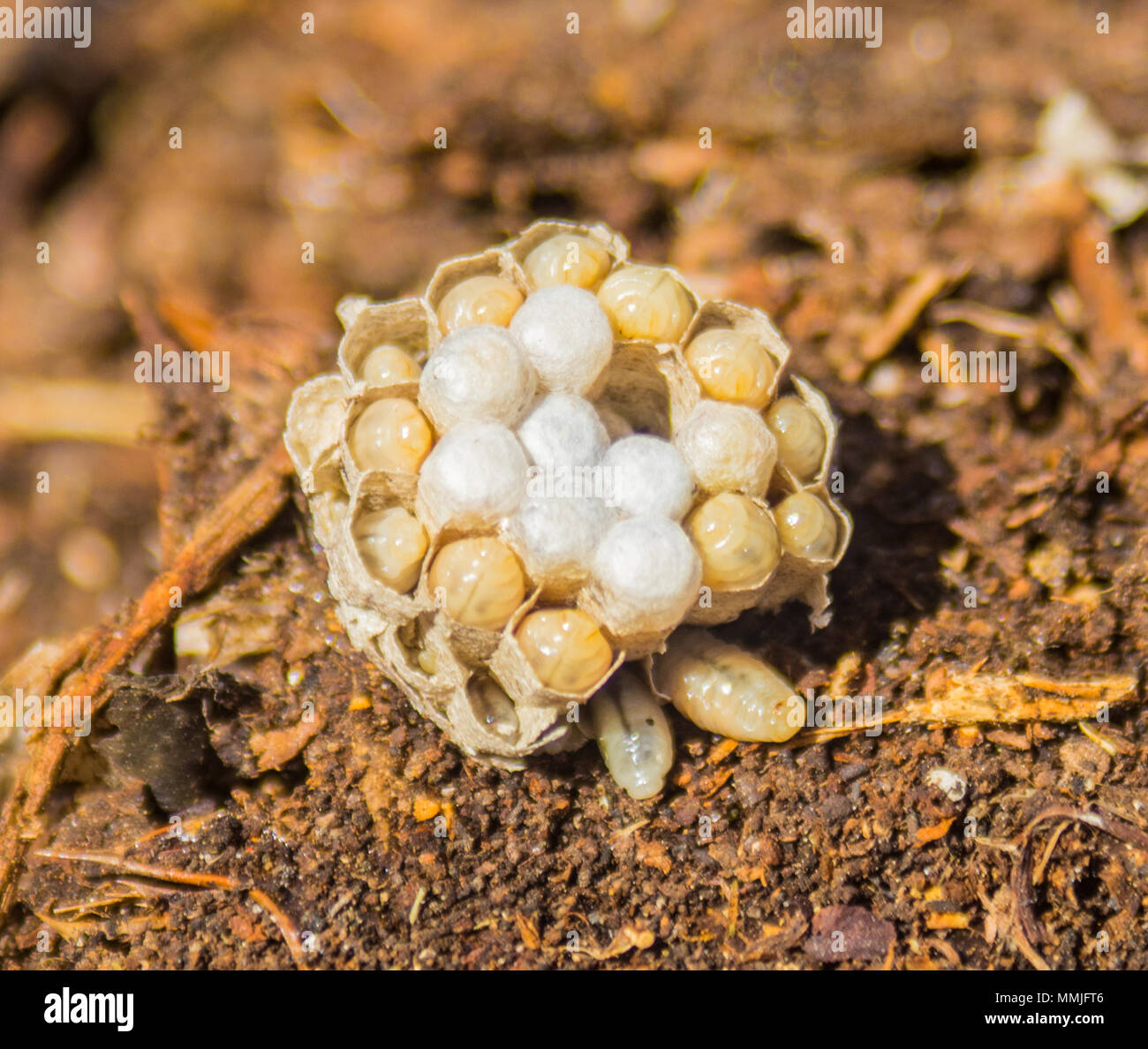 Small nest of the Common Wasp (Vespula vulgaris) showing live larvae ...