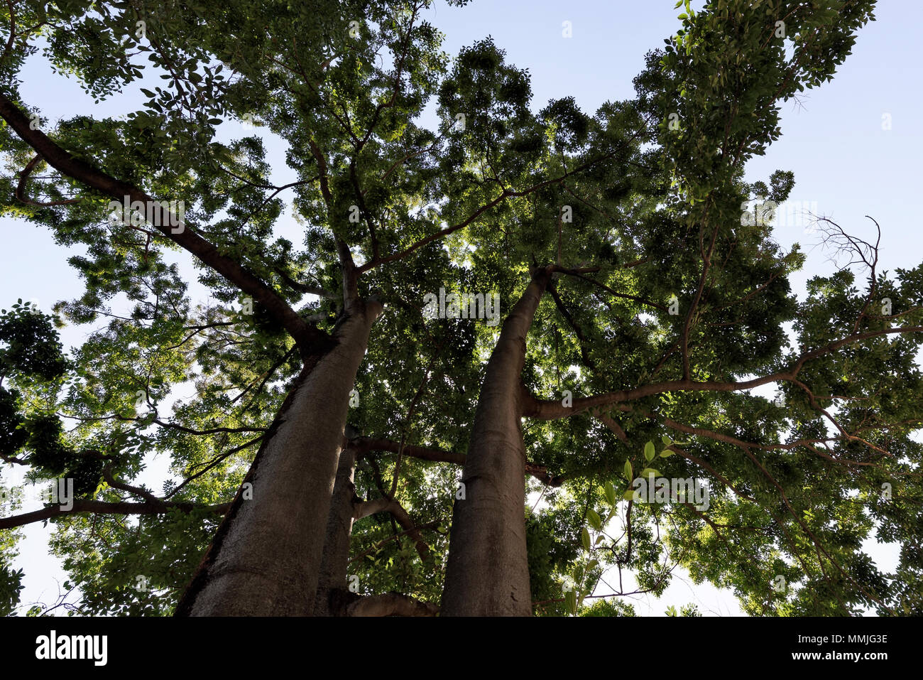 European nettle tree hi-res stock photography and images - Alamy