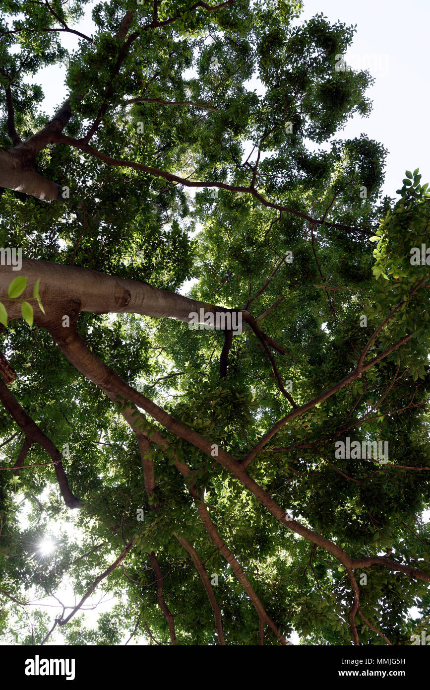 Nettle tree hi-res stock photography and images - Alamy