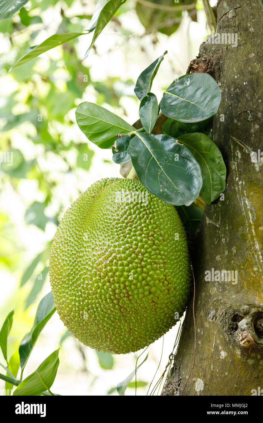 Big jackfruit hanging on tree in farm Stock Photo - Alamy