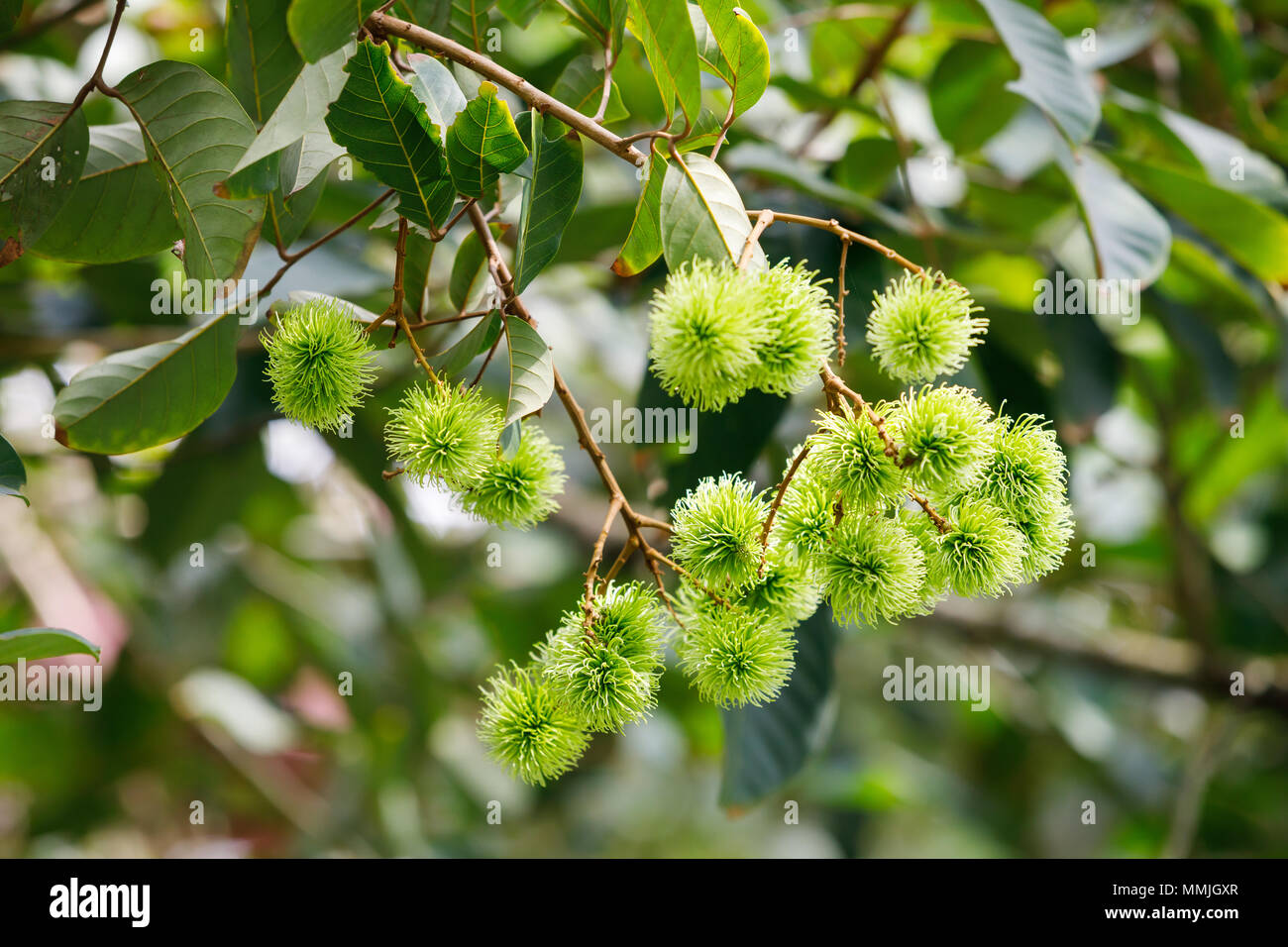 Green color young rambutan fruit on tree Stock Photo - Alamy