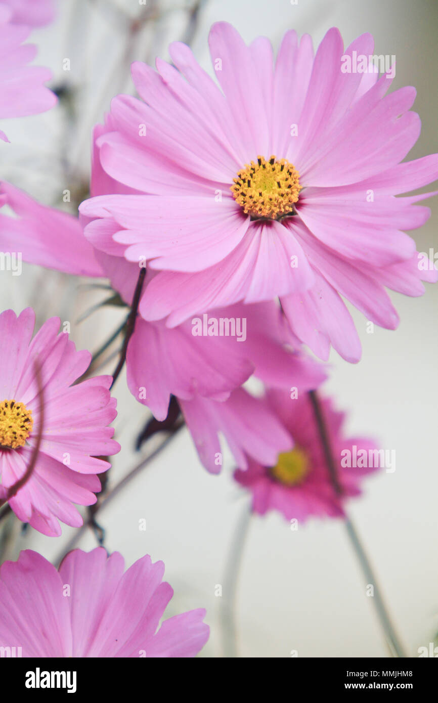 beautiful cosmos flowers Stock Photo - Alamy