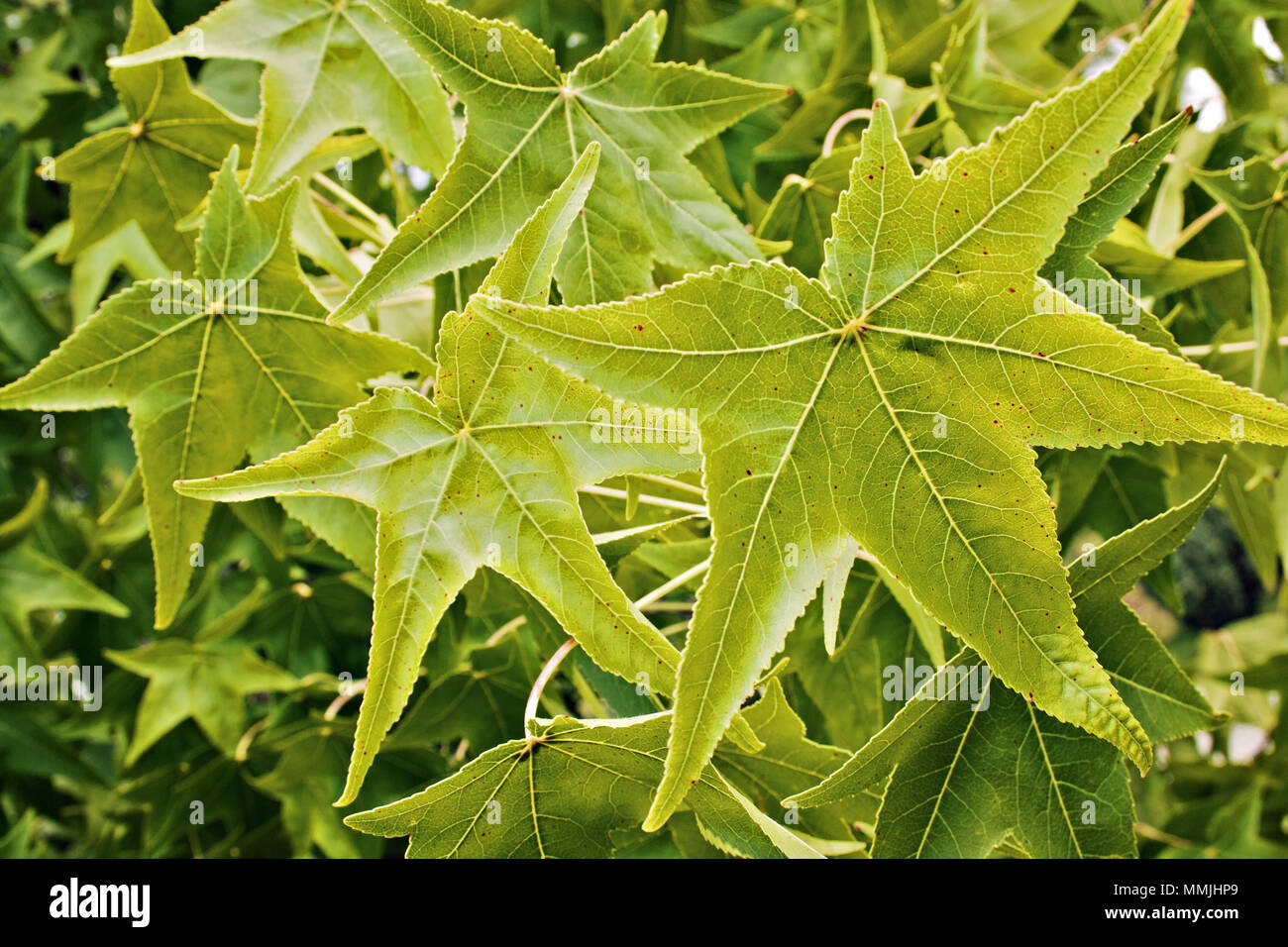 Spring maple leaf hi-res stock photography and images - Alamy