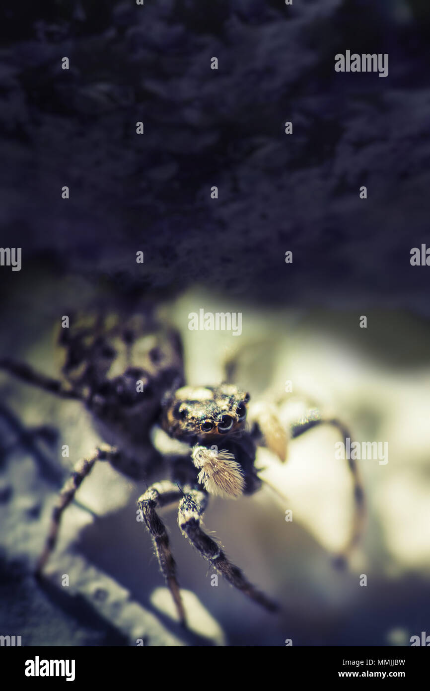 Close up of a hairy spider with multiple eyes visible. arachnophobia ...