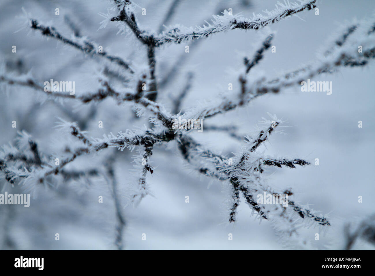 Frost tree branch hi-res stock photography and images - Alamy