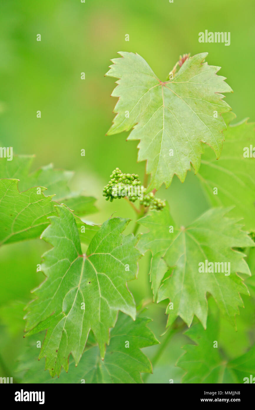 Healthy grapevine hi-res stock photography and images - Alamy