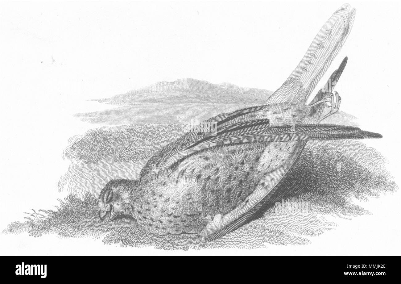 BIRDS. Hawk 1829 old antique vintage print picture Stock Photo - Alamy