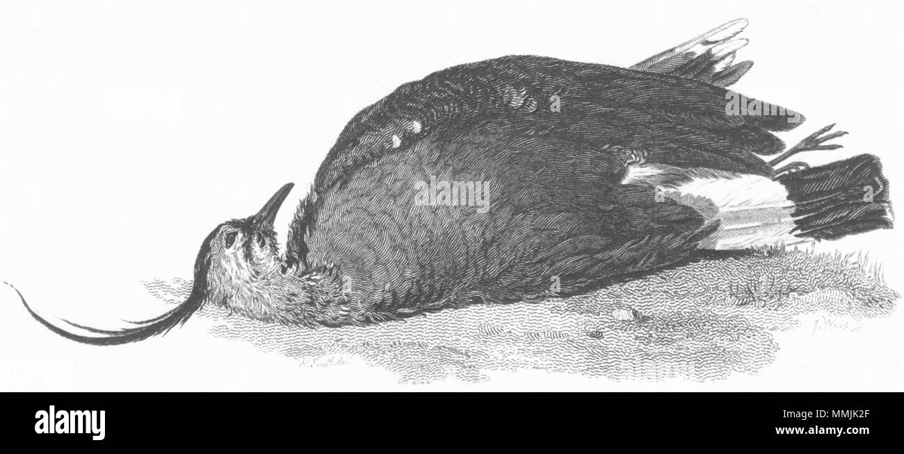 BIRDS. The Pee-Wit 1828 old antique vintage print picture Stock Photo ...