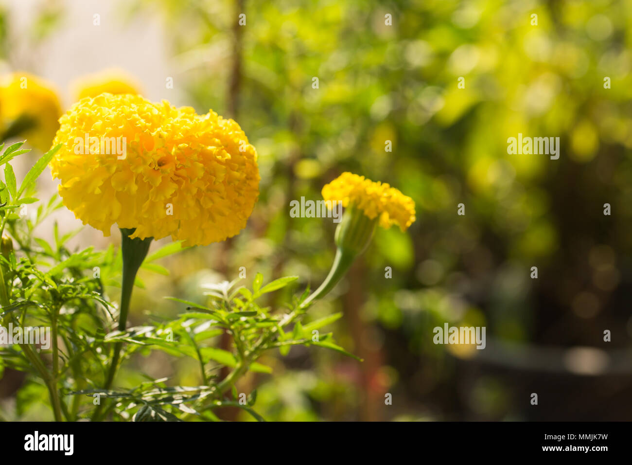 beautiful marigold flowers in the garden Stock Photo - Alamy
