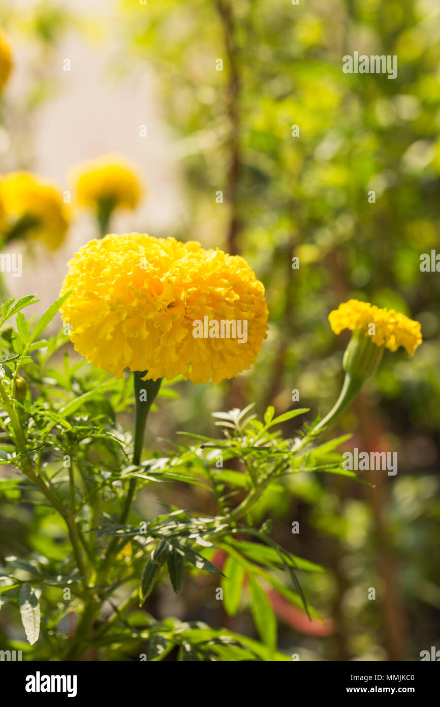 beautiful marigold flowers in the garden Stock Photo - Alamy