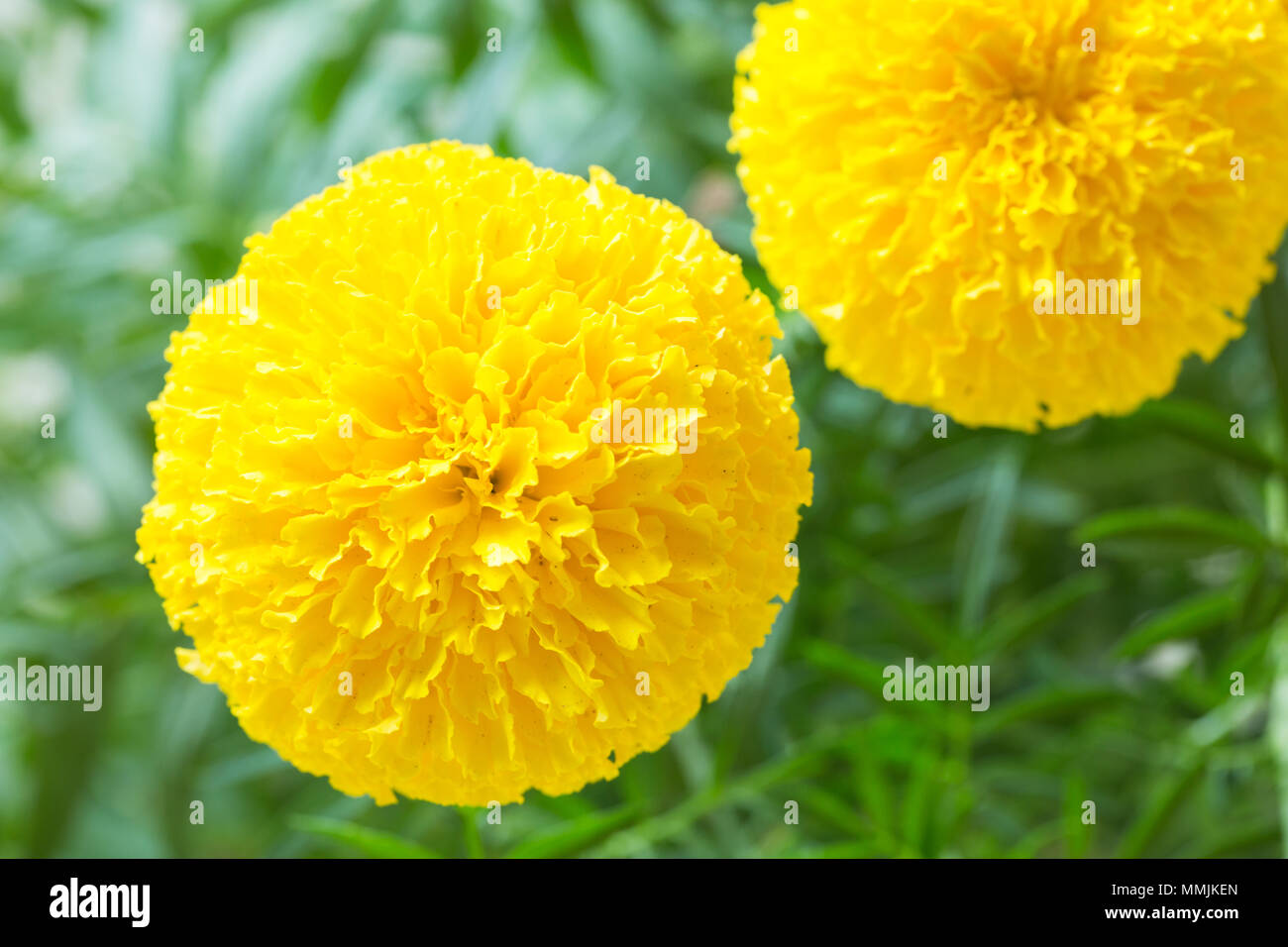 beautiful marigold flowers in the garden Stock Photo - Alamy