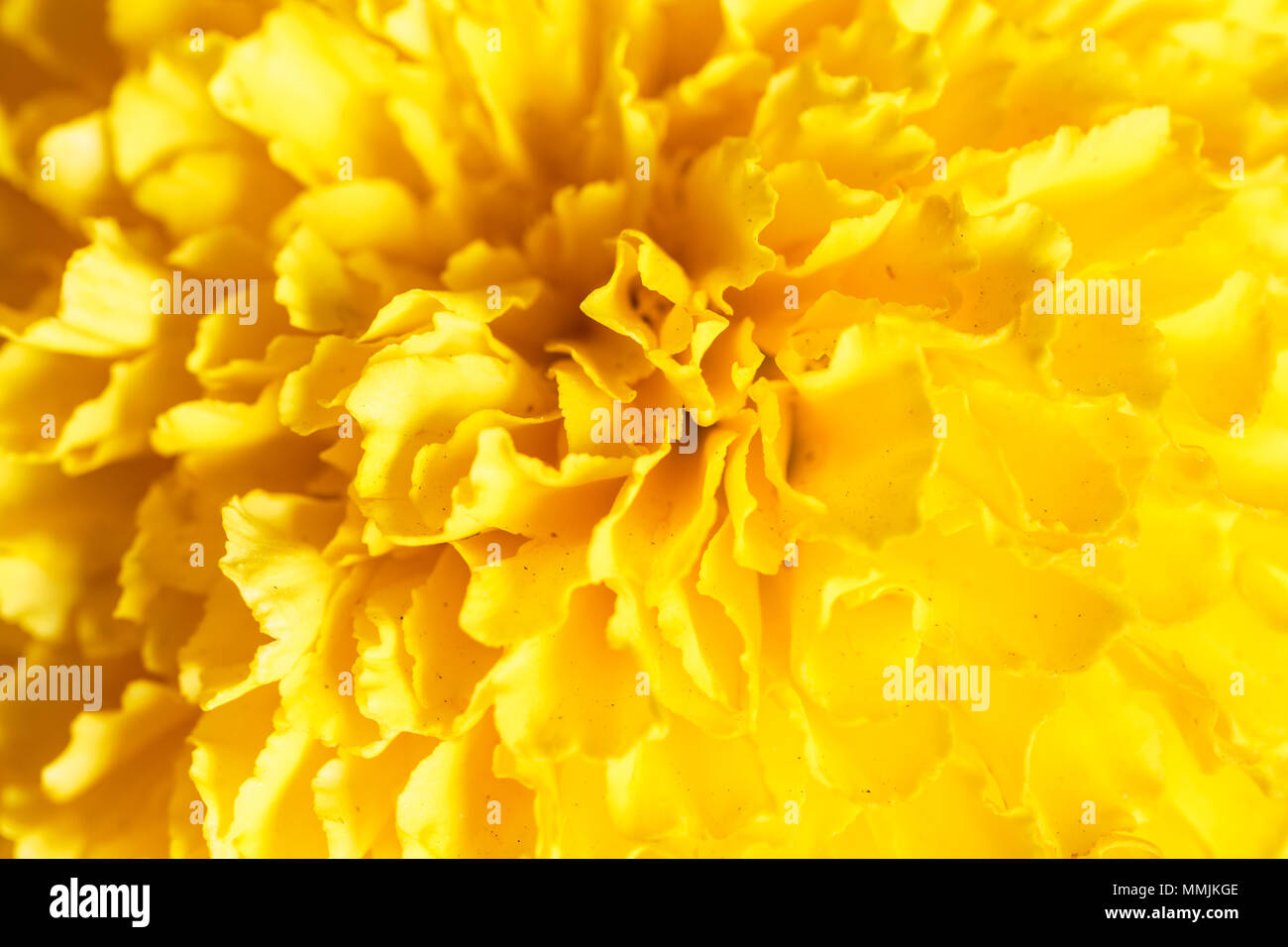 Beautiful marigold flowers hi-res stock photography and images - Alamy