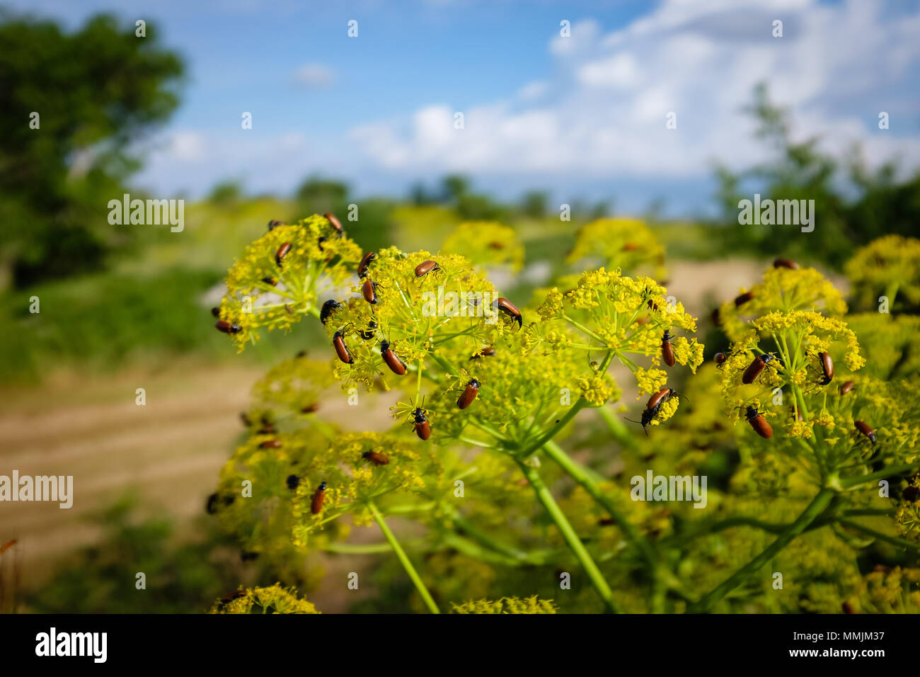 Ferula communis hi-res stock photography and images - Alamy