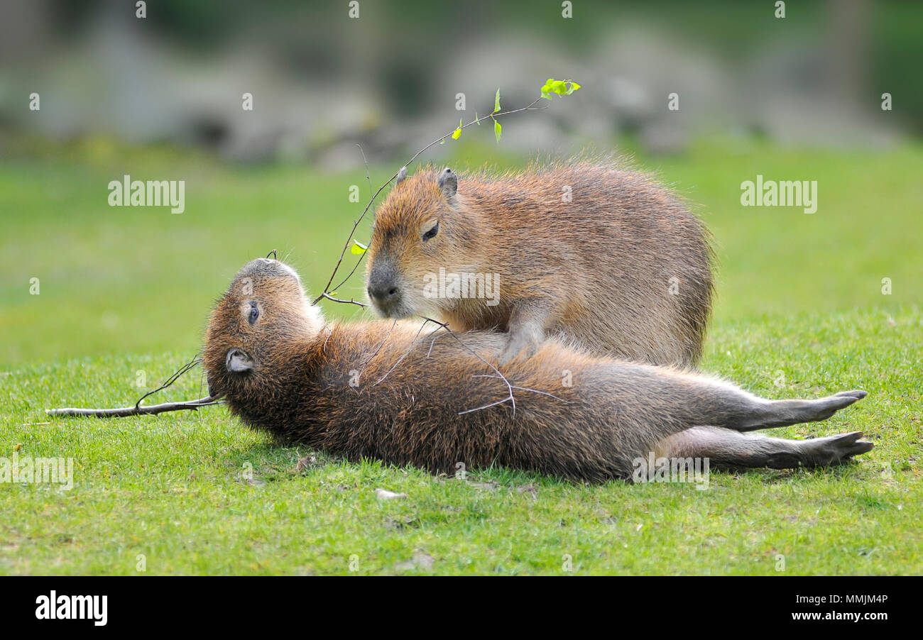 Two capybara hi-res stock photography and images - Alamy