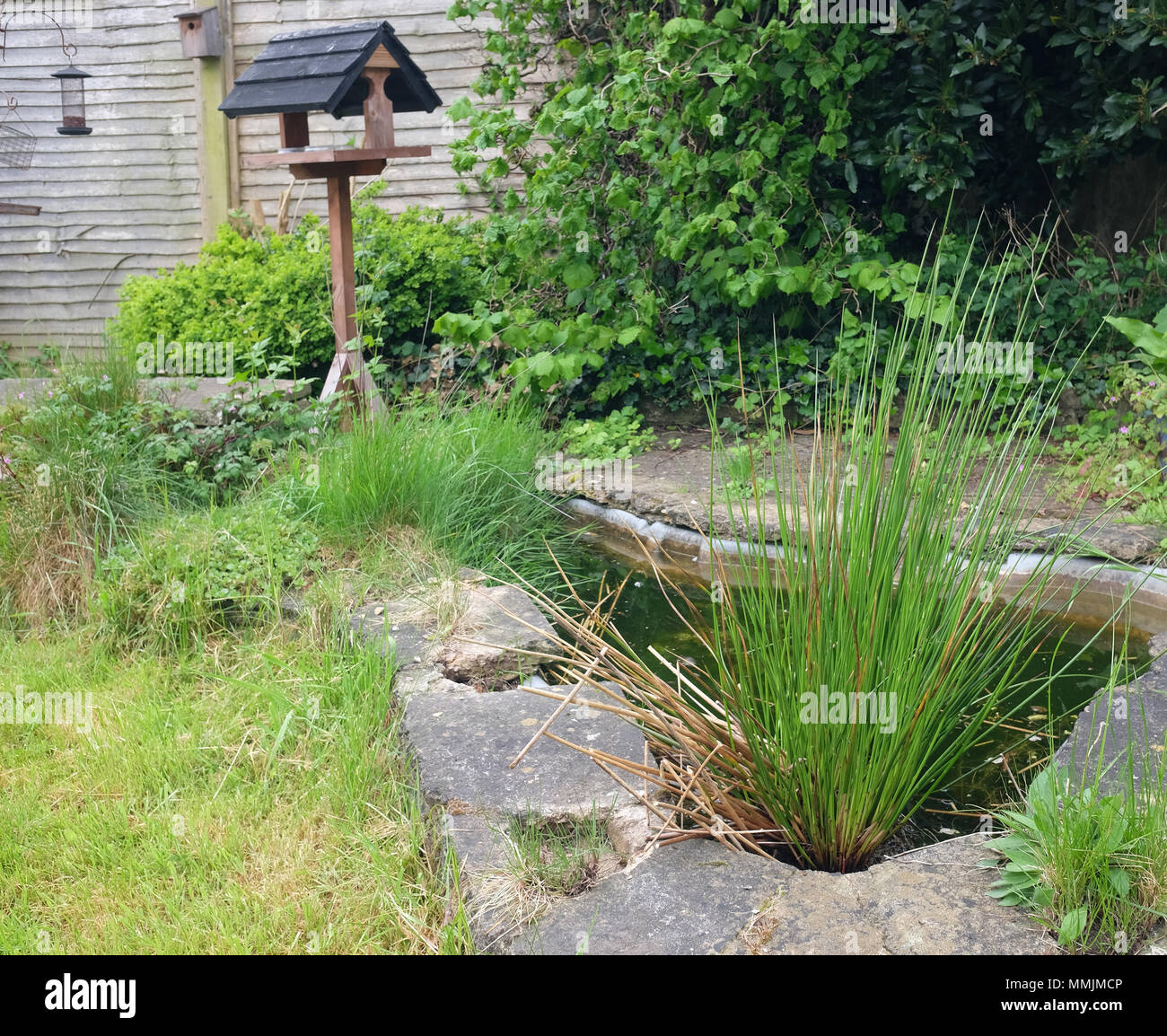 Untidy garden bird table hi-res stock photography and images - Alamy