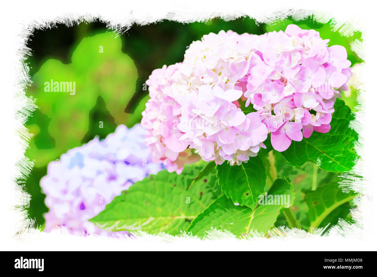 Hydrangea leaves spring Cut Out Stock Images & Pictures - Alamy