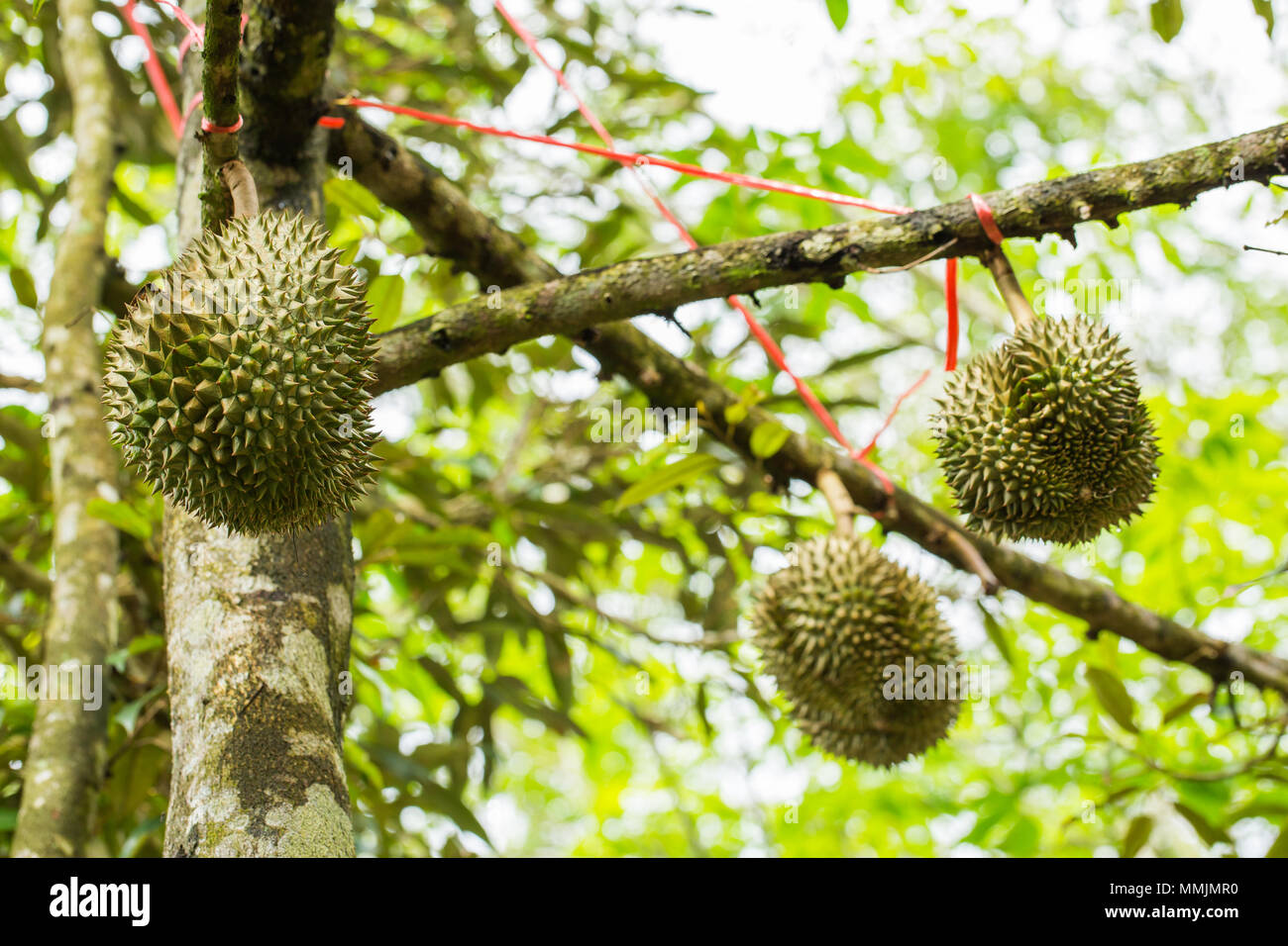 Durian fruit on the tree - durian is considered the king of tropical ...