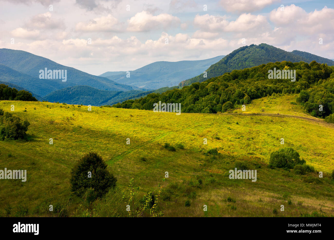 lovely mountainous countryside in autumn. forest on a grassy hillside ...
