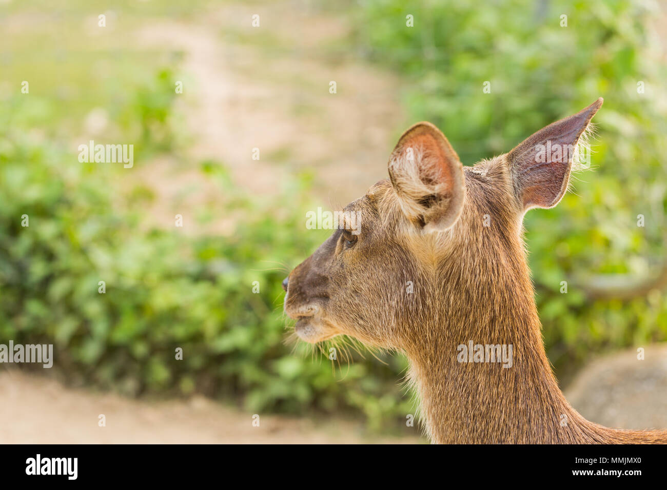 Whitetail Ears Back High Resolution Stock Photography and Images - Alamy
