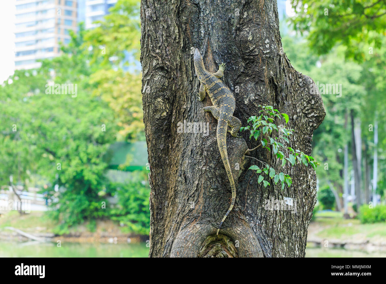 Asian water monitor tree hi-res stock photography and images - Alamy
