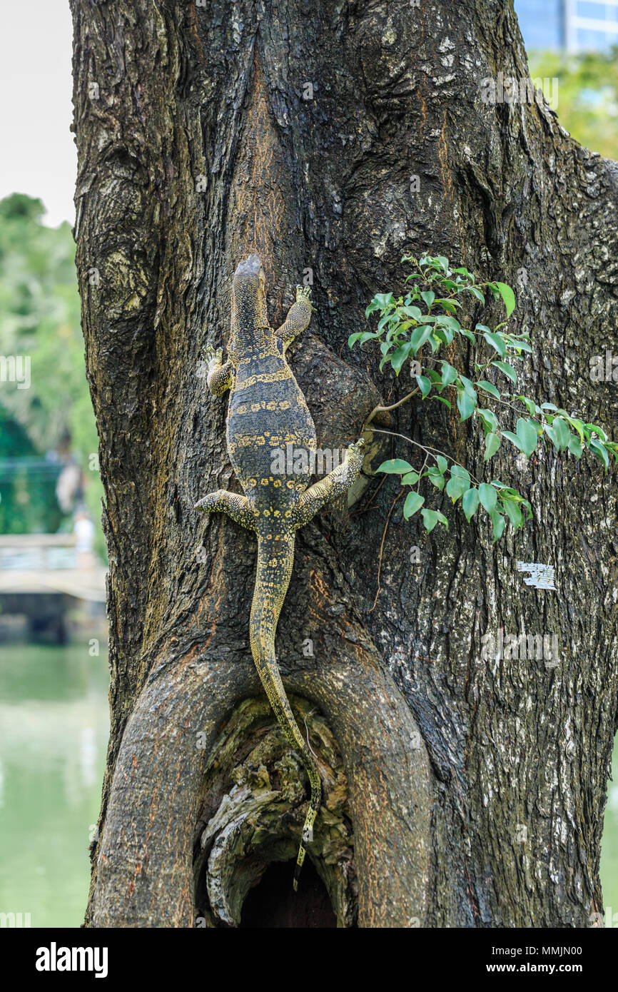 Asian water monitor tree hi-res stock photography and images - Alamy