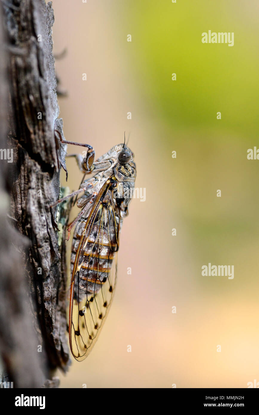 Grey cicada cicada orni hi-res stock photography and images - Alamy