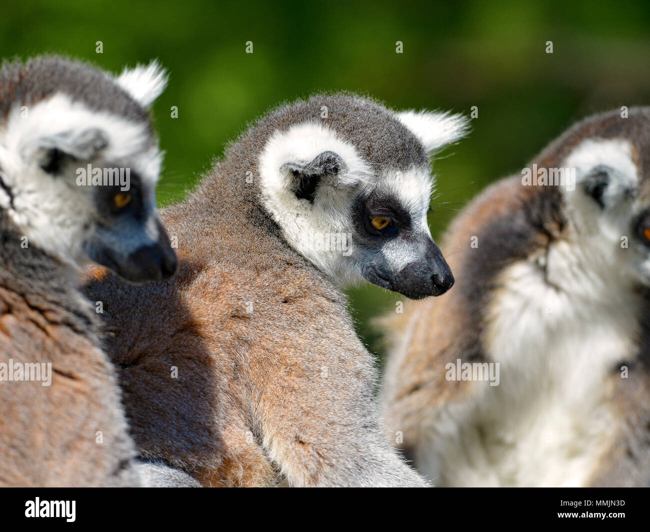 Maki catta lemur catta hi-res stock photography and images - Alamy