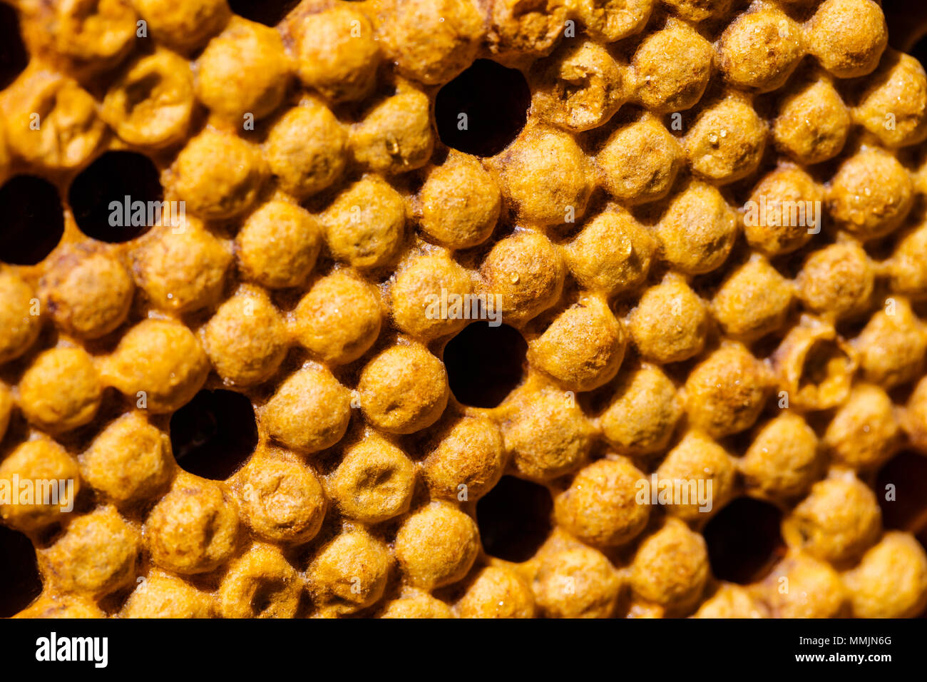 Newborn bee hatch from pilo on honeycomb in hive Stock Photo - Alamy