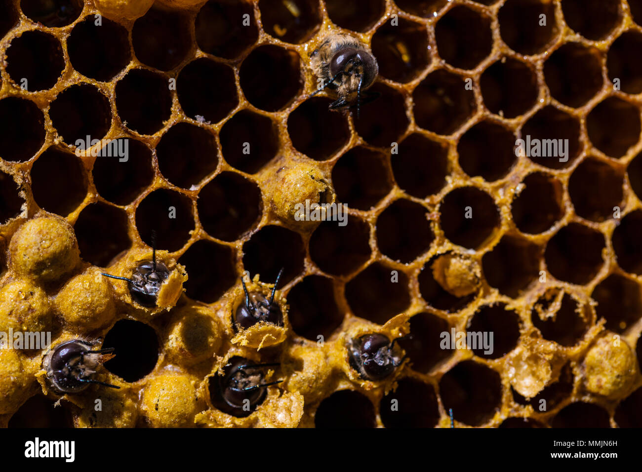 Newborn bee hatch from pilo on honeycomb in hive Stock Photo - Alamy