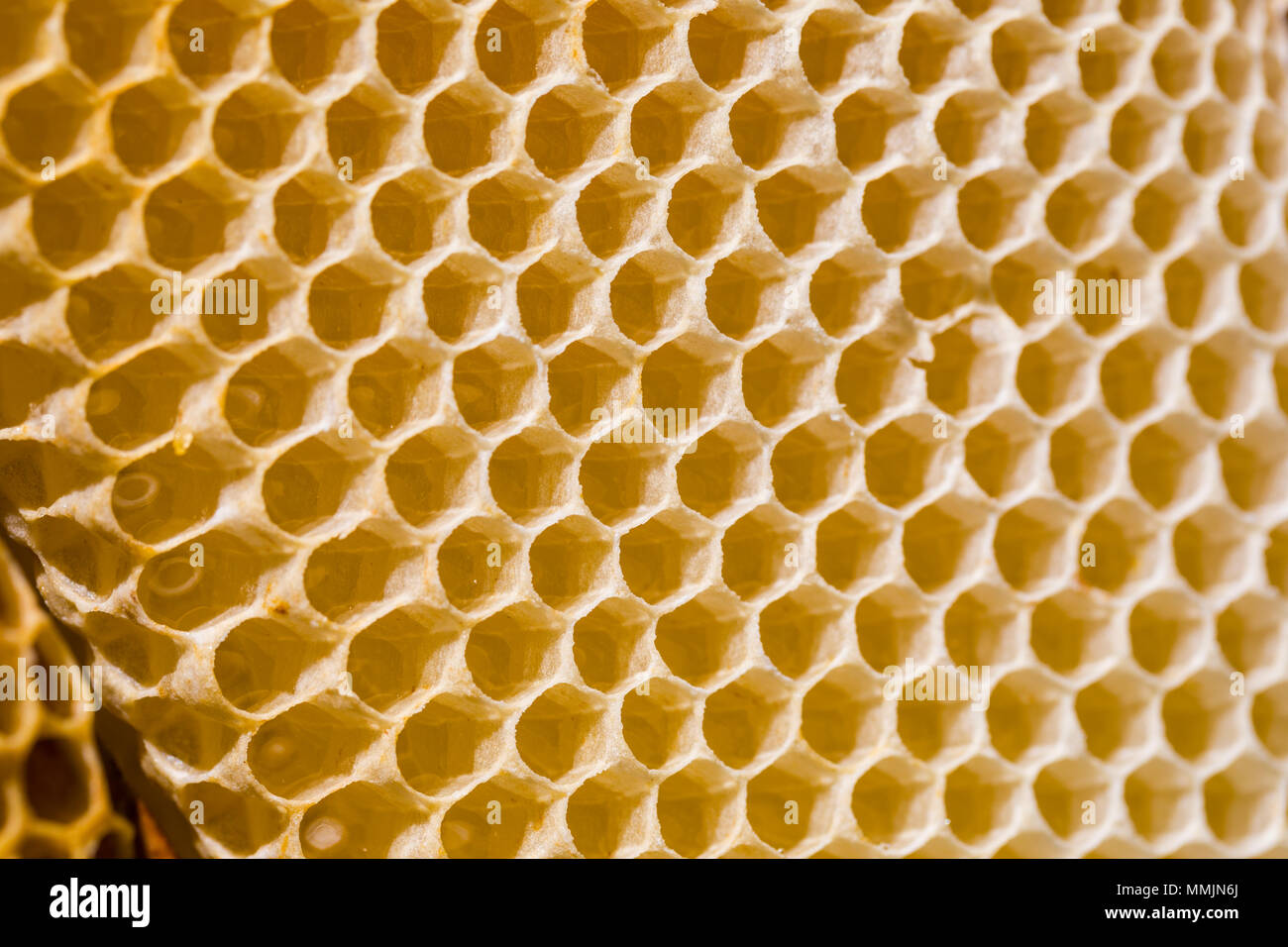 Newborn bee hatch from pilo on honeycomb in hive Stock Photo - Alamy