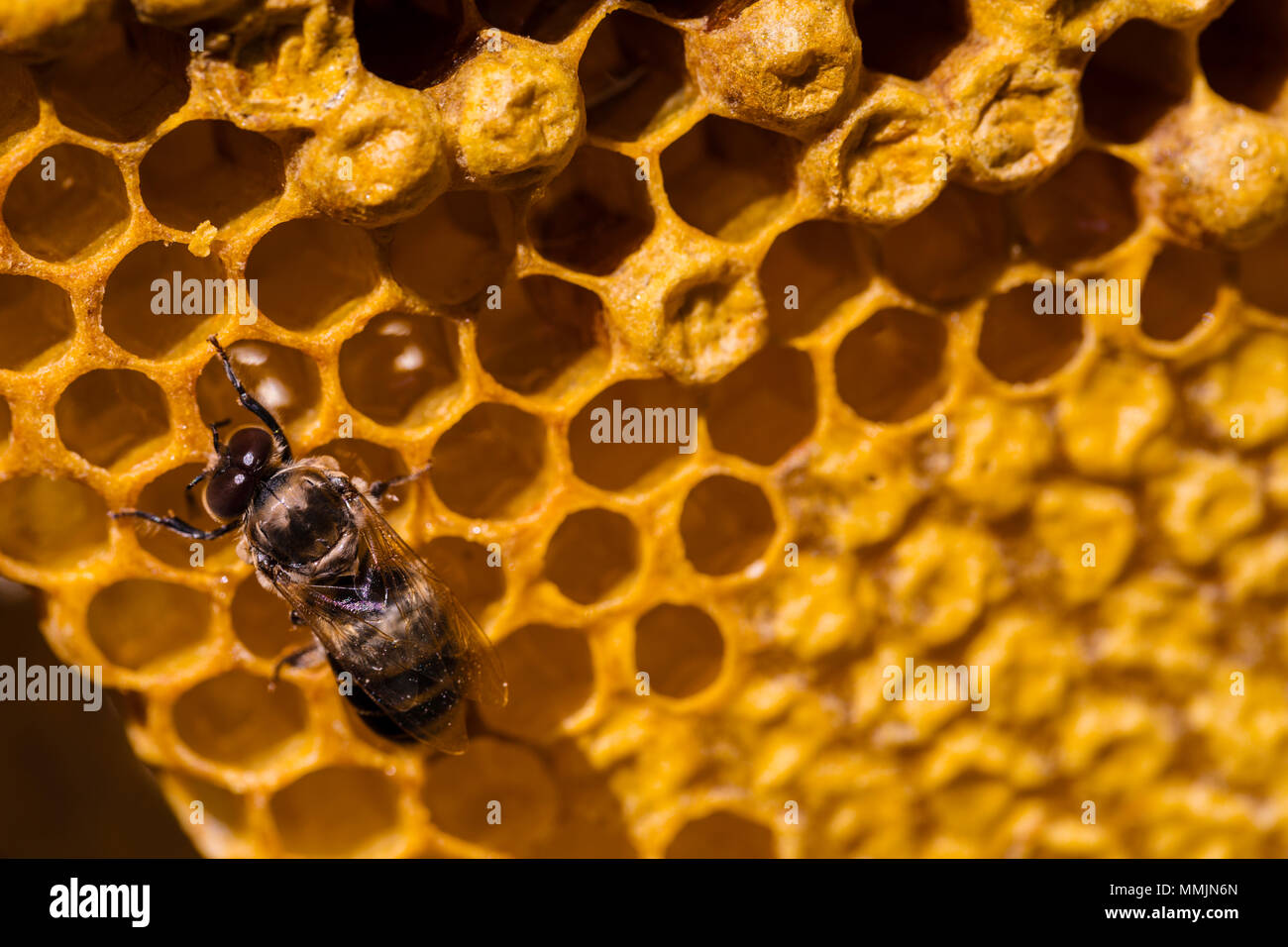 Newborn bee hatch from pilo on honeycomb in hive Stock Photo - Alamy