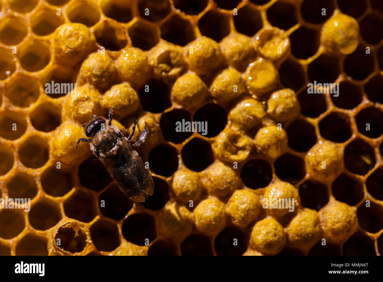 Newborn bee hatch from pilo on honeycomb in hive Stock Photo - Alamy